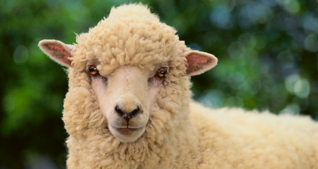 En Uruguay, des moutons naissent phosphorescents | Santé Magazine