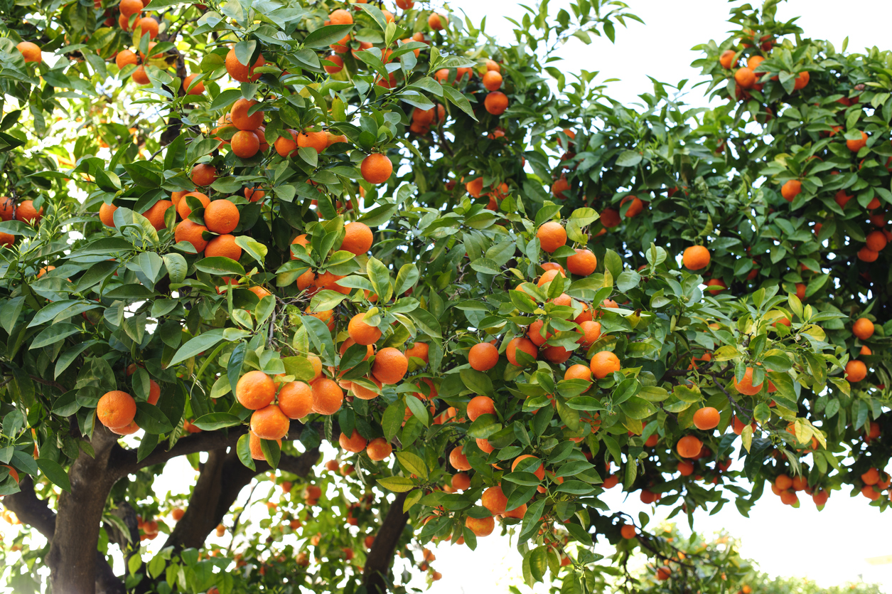 Huile essentielle de petit grain bigarade (Citrus aurantium) - ses ...