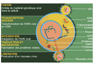 Sida - VIH : définition, symptômes, transmission, traitements | Santé ...