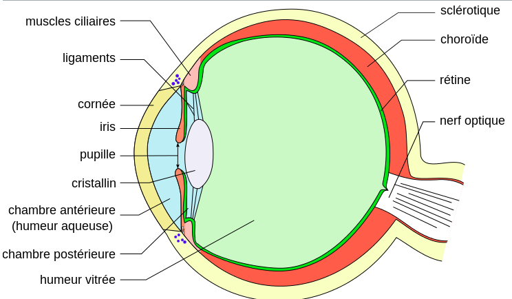 Décollement de la rétine : causes, symptômes, traitement et prévention ...