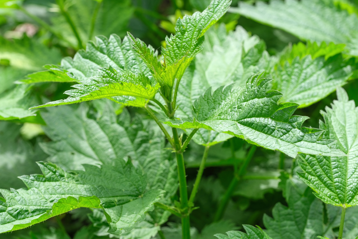 Piqûre d'ortie : symptômes, solutions, remèdes de grand-mère | Santé ...