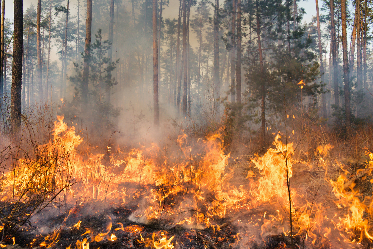 Feux de forêt : quels risques en cas d'exposition aux fumées ? | Santé ...