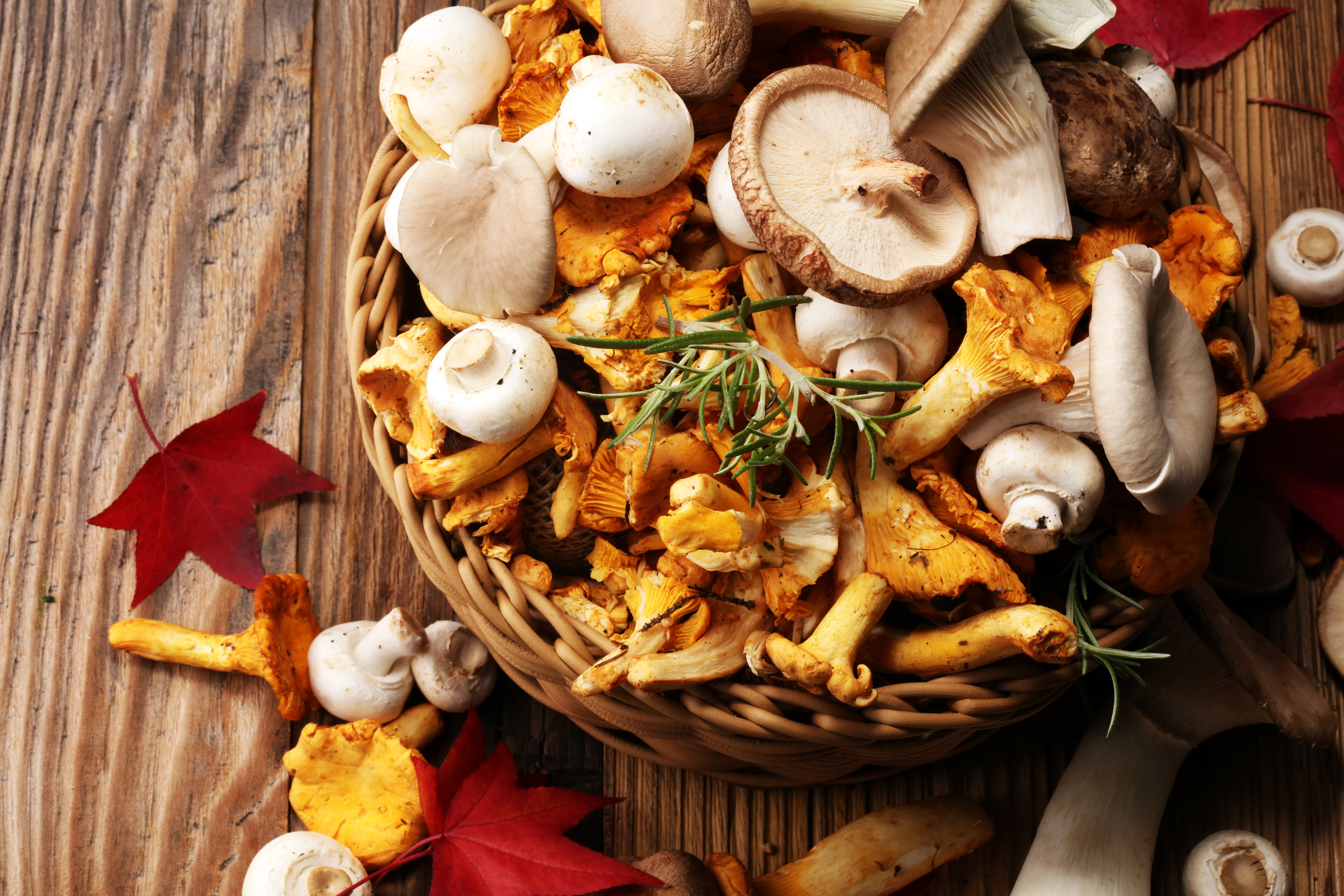 Champignons : bienfaits santé, cueillette, recettes | Santé Magazine