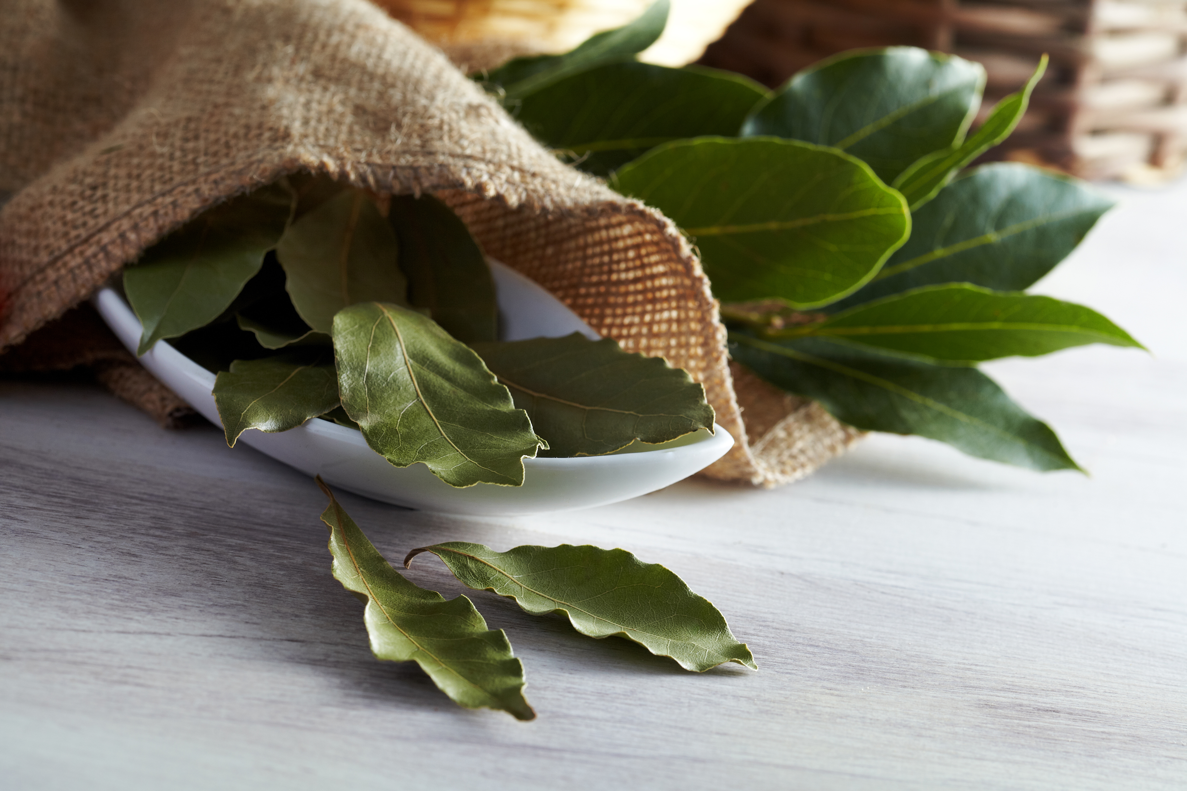 Laurier : tous les bienfaits de ces feuilles vertes | Santé Magazine