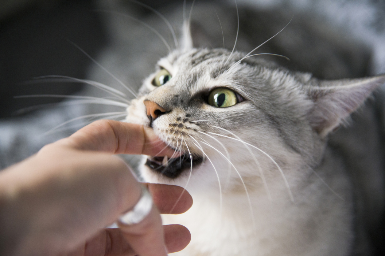 Morsure de chat : est-ce grave ? quand s'inquiéter ? comment réagir ...