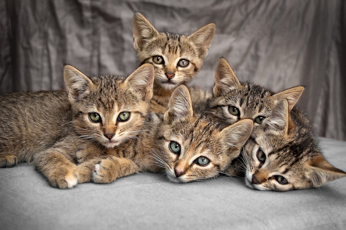 Syndrome de Noé : comment traiter l'accumulation compulsive d'animaux ...