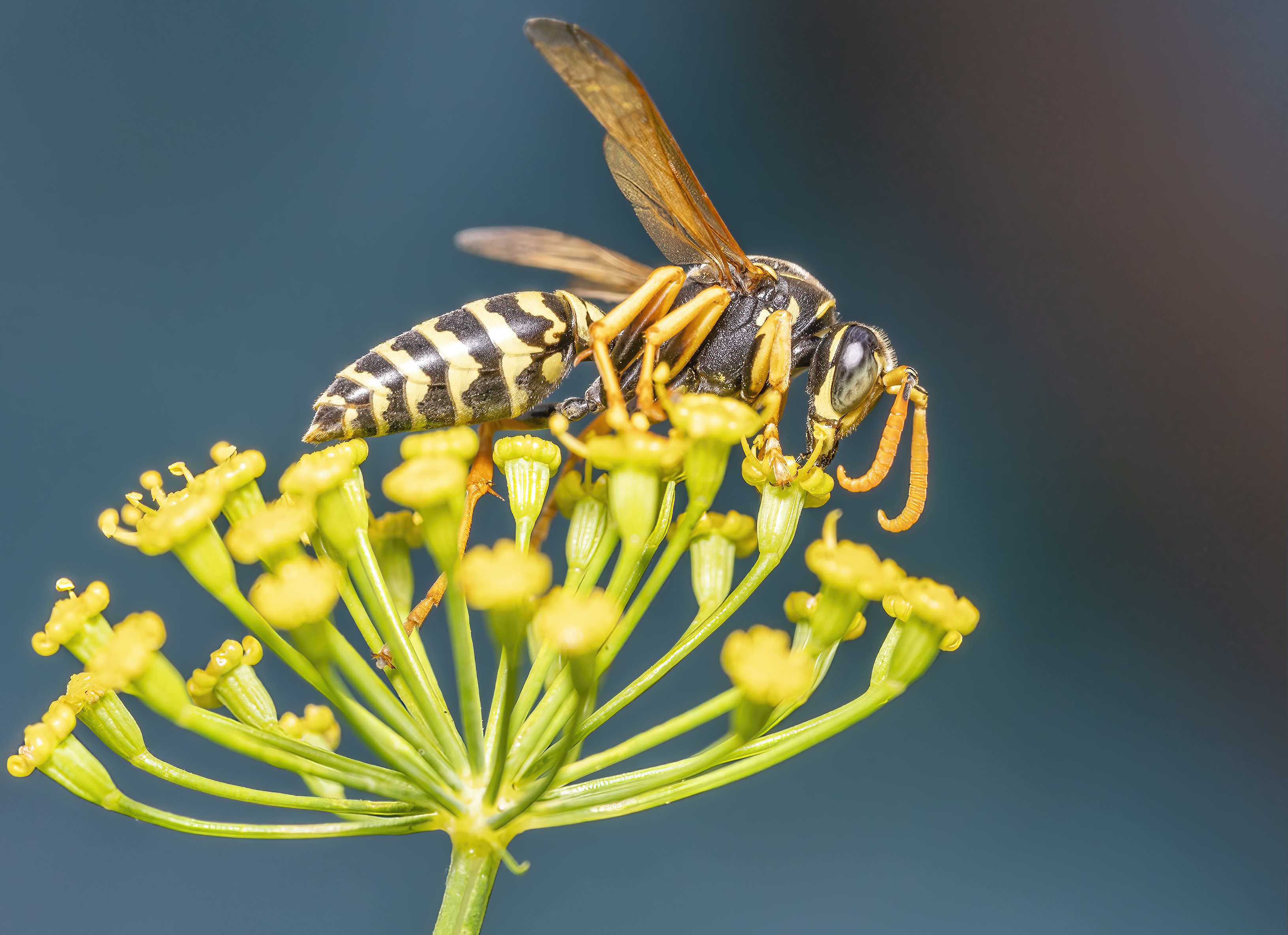 Hornet sting: symptoms, treatments, allergy – Archyde