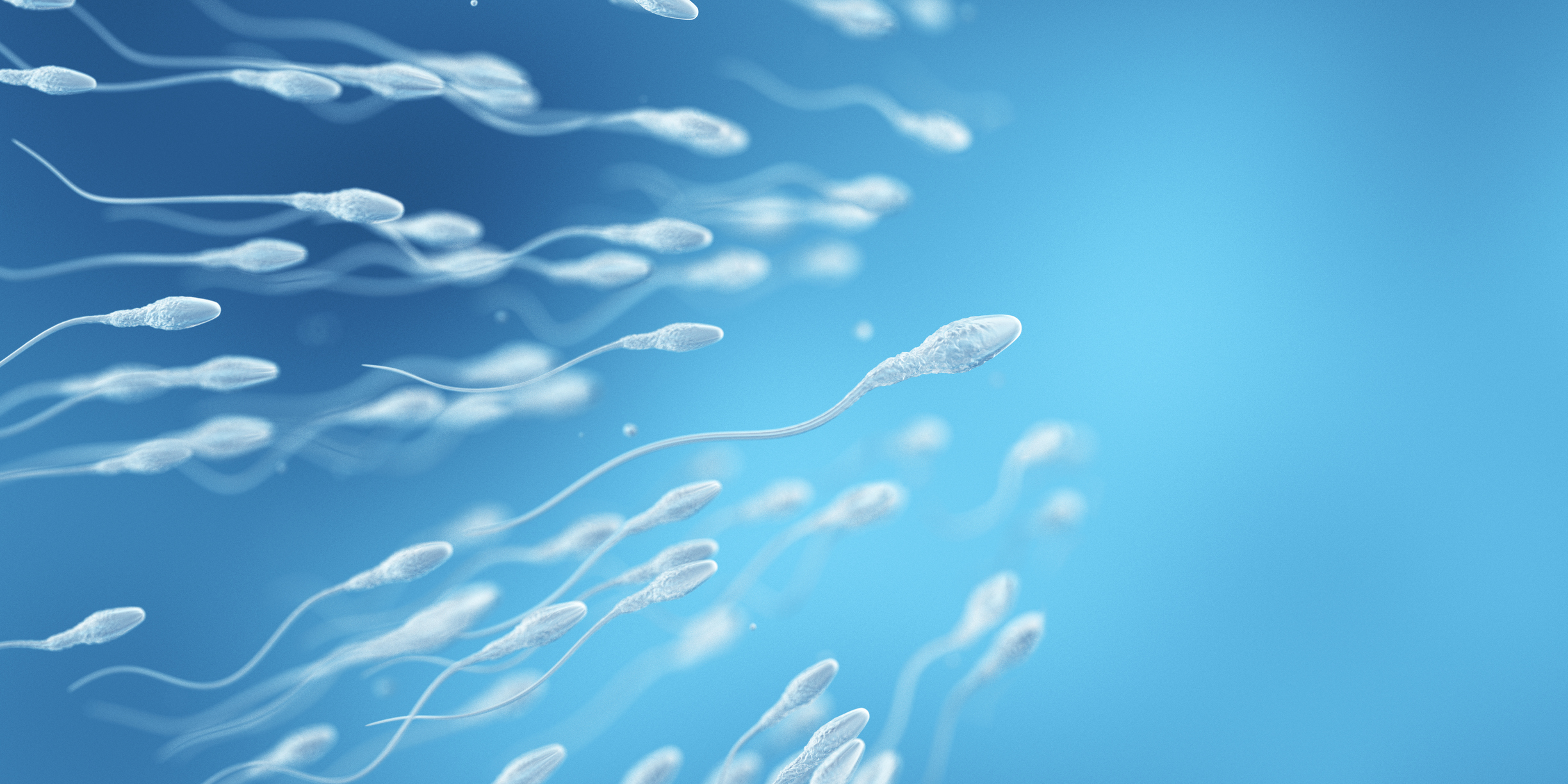 Trajet des spermatozoïdes : tout savoir sur leur parcours jusqu’à l ...