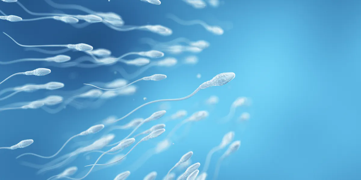Trajet des spermatozoïdes : tout savoir sur leur parcours jusqu’à l ...