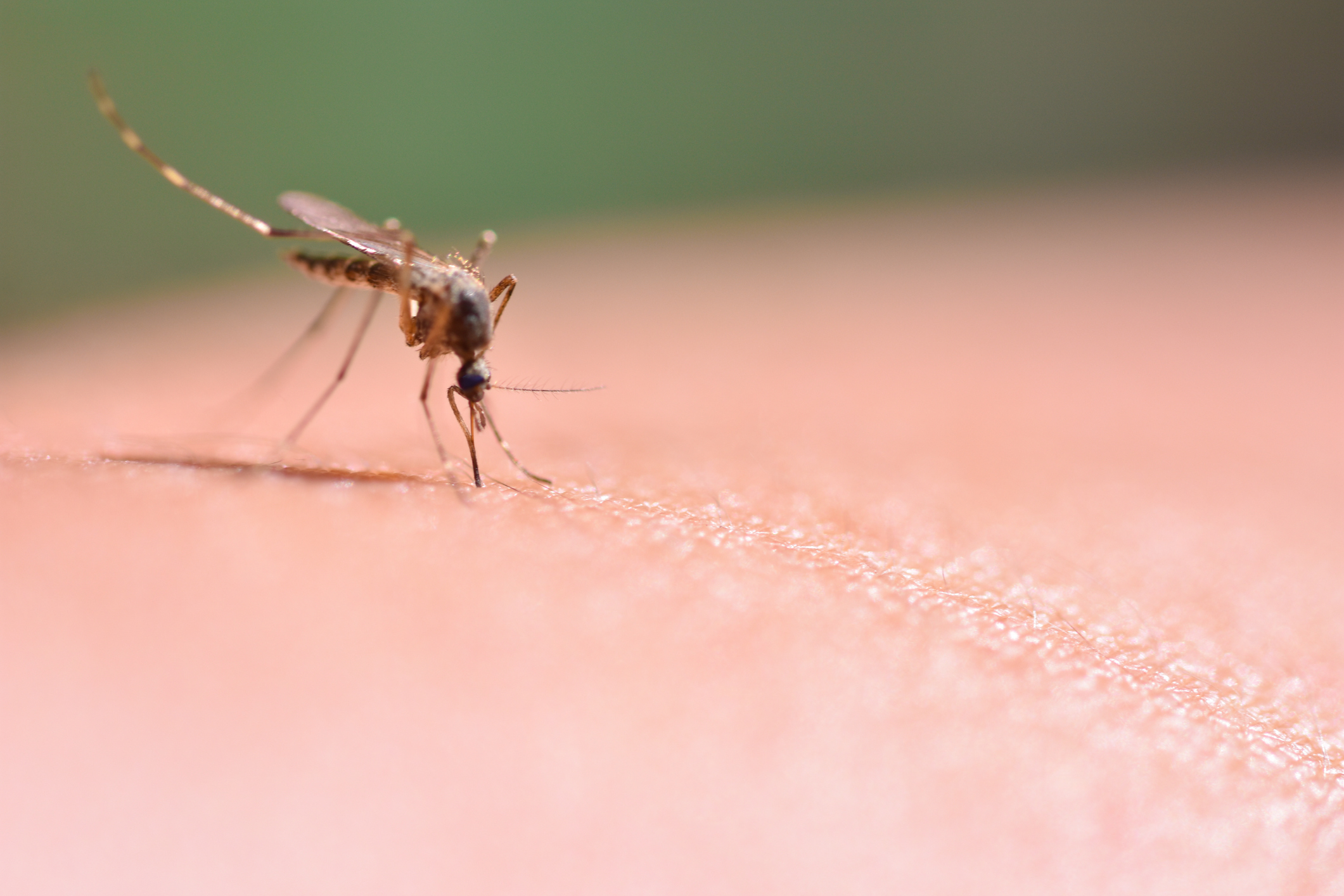 Piqûres d’insectes : les reconnaître et les soulager | Santé Magazine