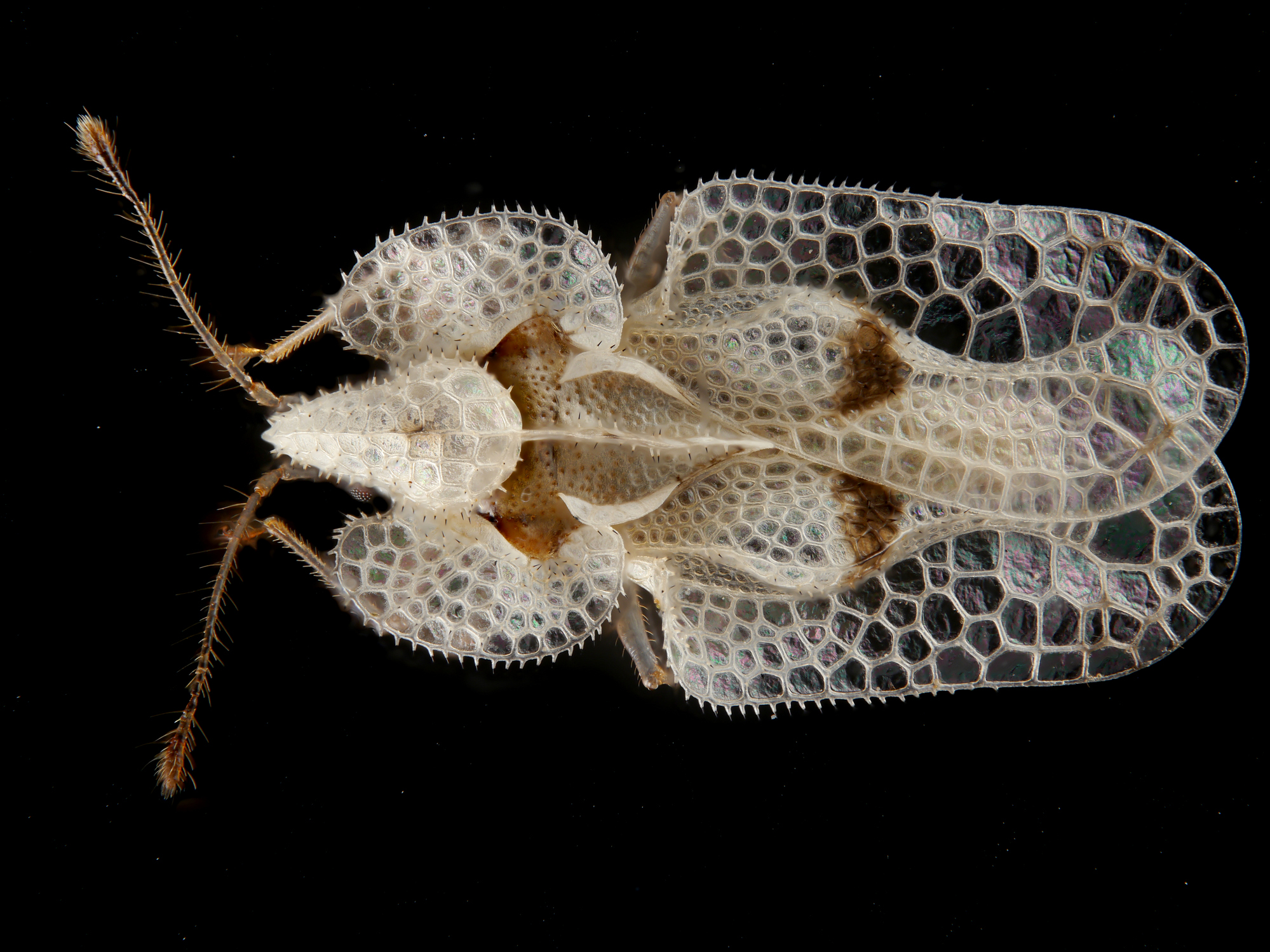 Tigre du platane : piqûres, comment s’en débarrasser ? | Santé Magazine