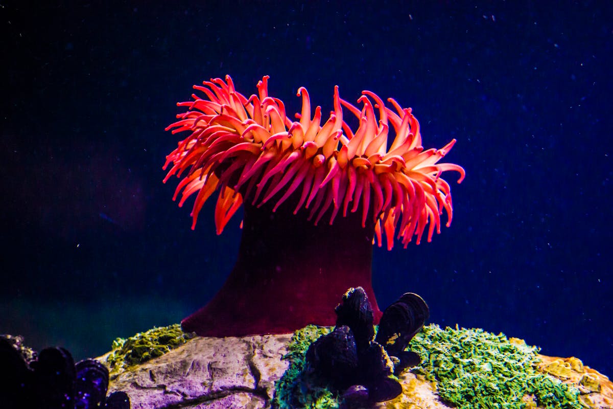 Découvrez comment les anémones peuvent nous aider à mieux vieillir ...