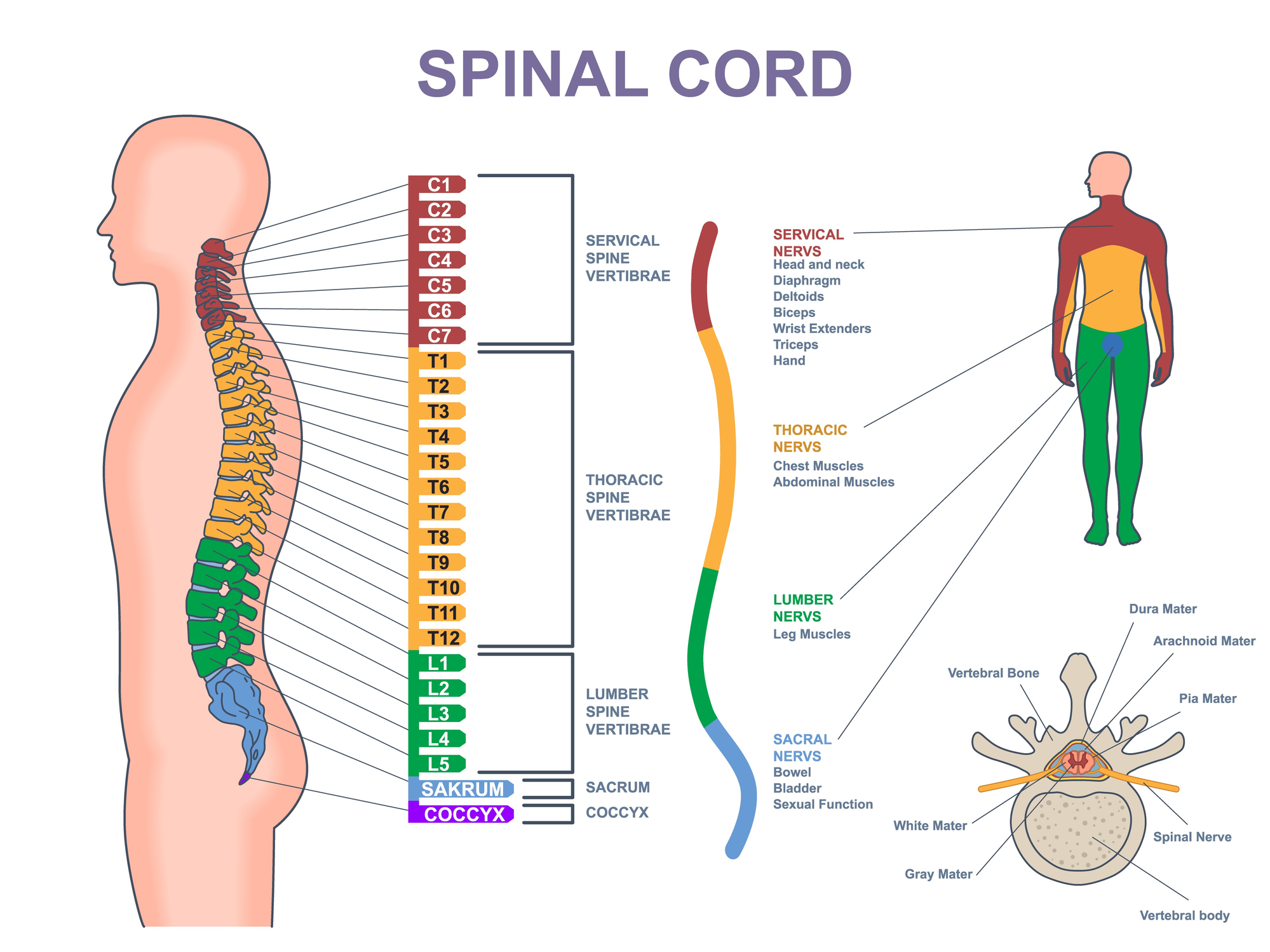Discopathie : comprendre l'usure des disques du dos | Santé Magazine