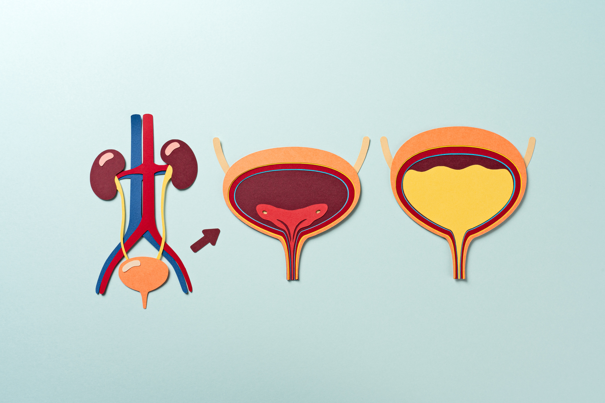 Combien peut contenir une vessie ? | Santé Magazine