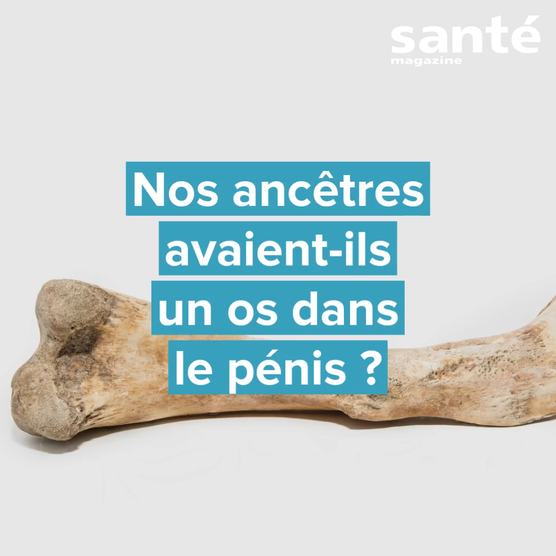 Os pénien : nos ancêtres avaient bien un os dans le pénis, pourquoi a-t ...